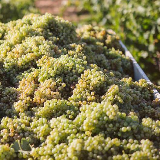 マルカイコーポレーション カヴァ ムッサ ブリュット ナチューレ スペイン 辛口 スパークリングワイン 白 金賞 750ml×12本 : neelセレクトショップ Yahoo!店 - 通販 ...