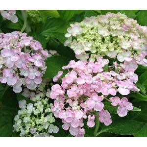 ウズアジサイ(オタフク) 4寸ポット植え :紫陽花 渦紫陽花 ウズアジサイ(オタフク) 4寸ポット植え :紫陽花 渦紫陽花