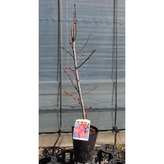 花梅 苗木 梅の木 梅の花 塒出錦：トヤデニシキ花梅） ハナウメ 苗木 苗 日本花卉ガーデンセンターyahoo店 通販