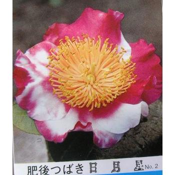 肥後椿 日月星:椿(ツバキ) : 日本花卉ガーデンセンターYahoo 肥後椿 日月星:椿(ツバキ) : 日本花卉ガーデンセンターYahoo