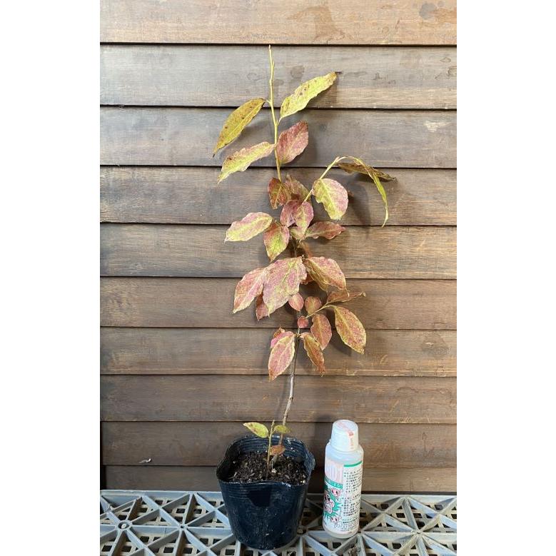 ネジキ （捻木、捩木） : 日本花卉ガーデンセンターYahoo!店 - 通販 - Yahoo!ショッピング