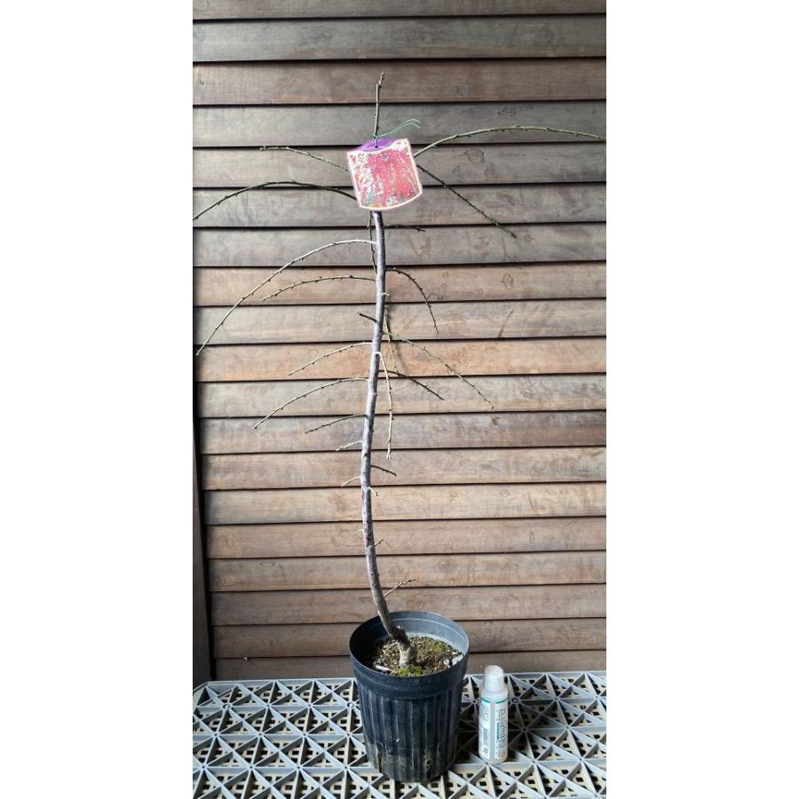 花梅 苗木 梅の木 梅の花 紅花しだれ梅：ベニバナシダレメ 紅花枝垂れ梅 花梅 赤花枝垂れ梅 日本花卉ガーデンセンターyahoo店