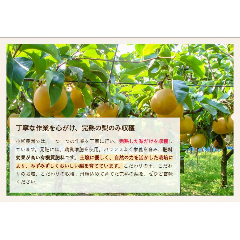 【贈答用】幸水 3kg（6〜8玉）/小柳農園/送料無料 : 新潟直送計画 Yahoo!ショッピング店 - 通販 - Yahoo!ショッピング