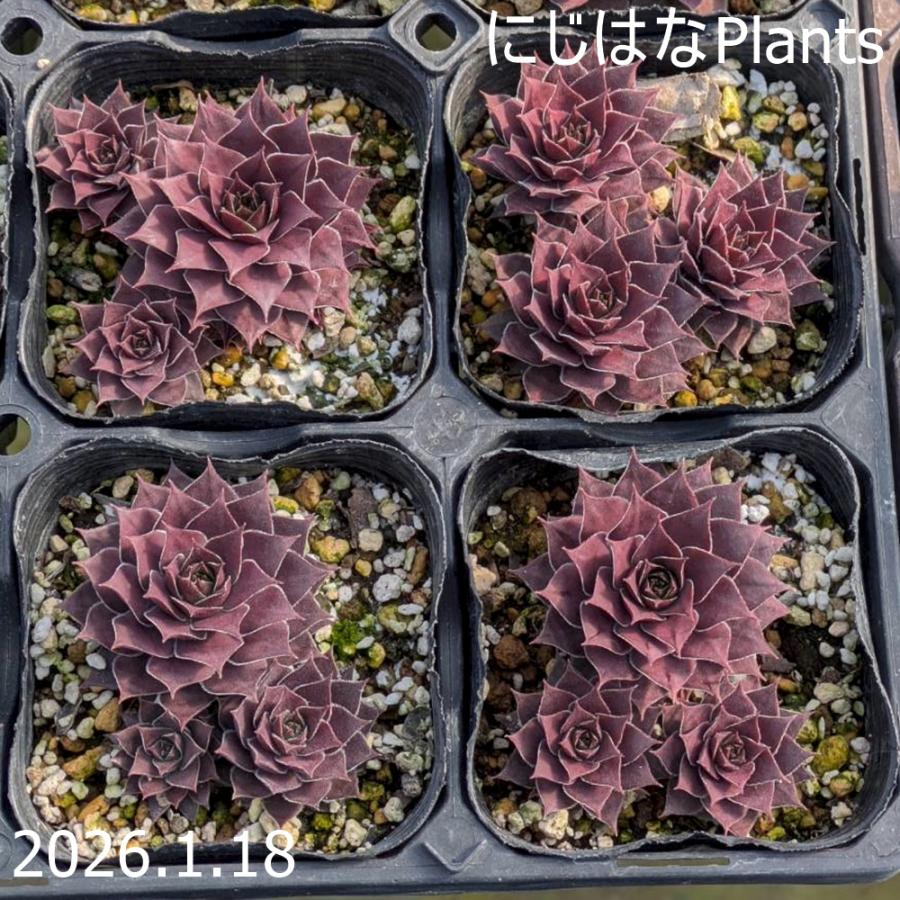 センペルビブム 'レゴラス' 9cmポット : にじはなPlants - 通販 - Yahoo!ショッピング