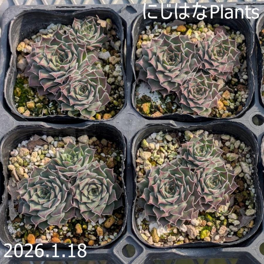 センペルビブム 'バーチメイヤー' 9cmポット : にじはなPlants - 通販 - Yahoo!ショッピング