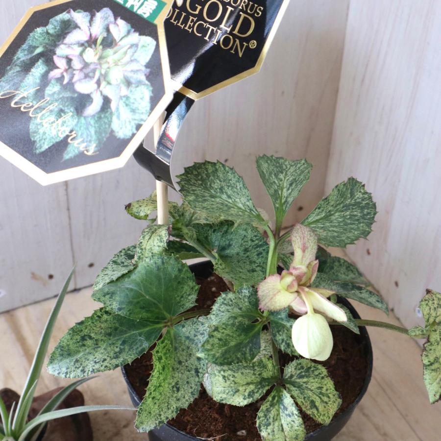 希少 斑入り クリスマスローズ HGC スノーフィーバー : 986 : nico-flowers - 通販 - Yahoo!ショッピング