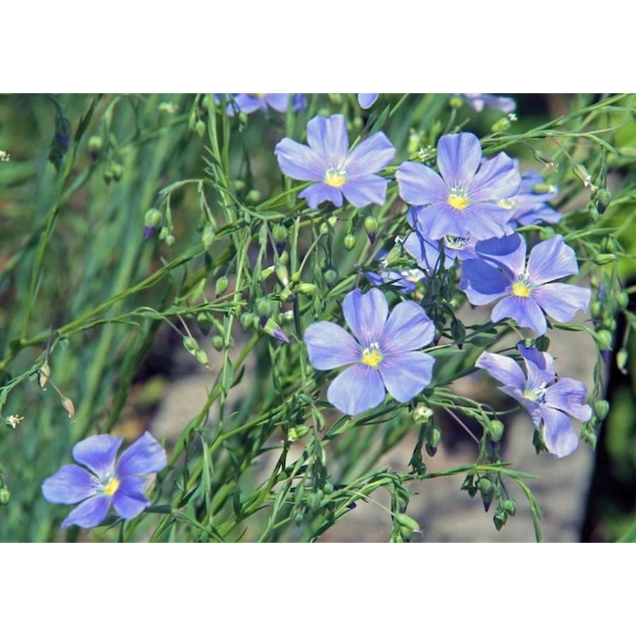 [油花] 油 花の岬「香々地」 亜麻仁油 138g /アマニ油 あまに油 オメガ3脂肪酸 大分県 お取り寄せグルメ :4562301401215:にじデパートYahoo!店 - 通販 ...