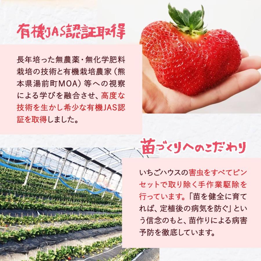 あまおういちご 4P 送料無料 うちだ自然農場 有機あまおう 1パック×4パック /苺 イチゴ 有機いちご オーガニック JAS 無農薬 農家 ...