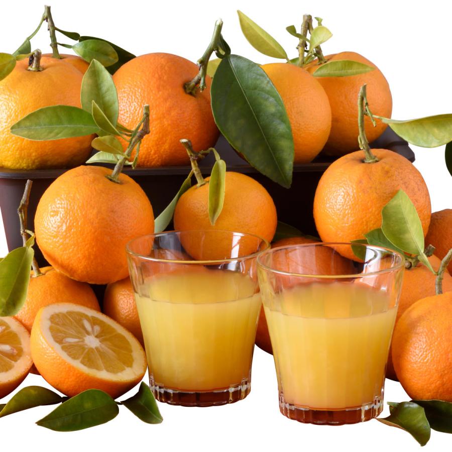 無添加 飲むダイダイ酢 500ml6本 セット 飲むお酢 四国 ご当地グルメ ドリンク 柑橘酢 【北海道・沖縄・離島 お届け不可】 : 産直お取り寄せNセレクト Yahoo!店 - 通販 ...