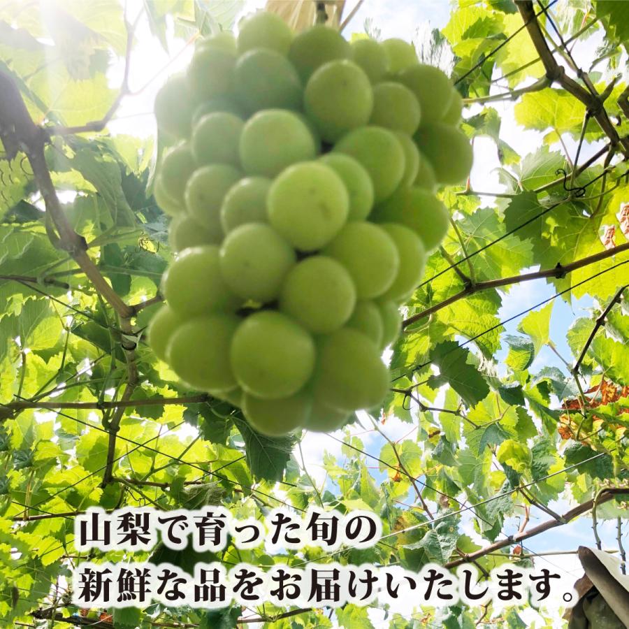 訳あり シャインマスカット 予約販売 8月下旬順次発送 山梨県産 ぶどう ブドウ 種なしぶどう 産地直送 2キロ（3〜6房）送料無料 : プレゼント・ギフトのGiftMore - 通販 ...