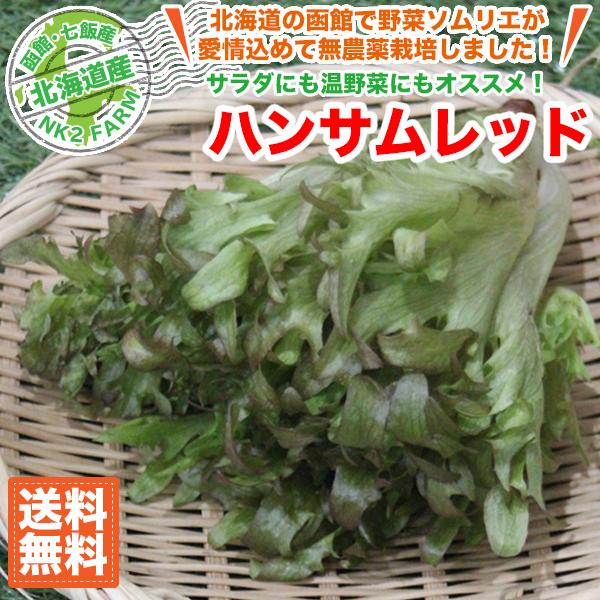 北海道産 ハンサムレッド 5玉セット 送料無料 西洋野菜／北海道で野菜ソムリエの資格を持つ農家直送の野菜 :vegi013:NK2 FARM - 通販 - Yahoo!ショッピング