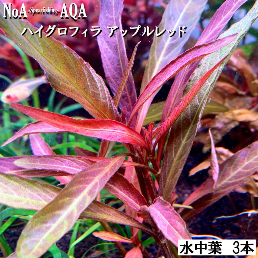 水草 水中葉 無農薬 ハイグロフィラ クアドリバルビス アップルレッド 3本 水槽 アクアリウム 中景草 後景草 : NoA-Yahoo!店 - 通販 - Yahoo!ショッピング