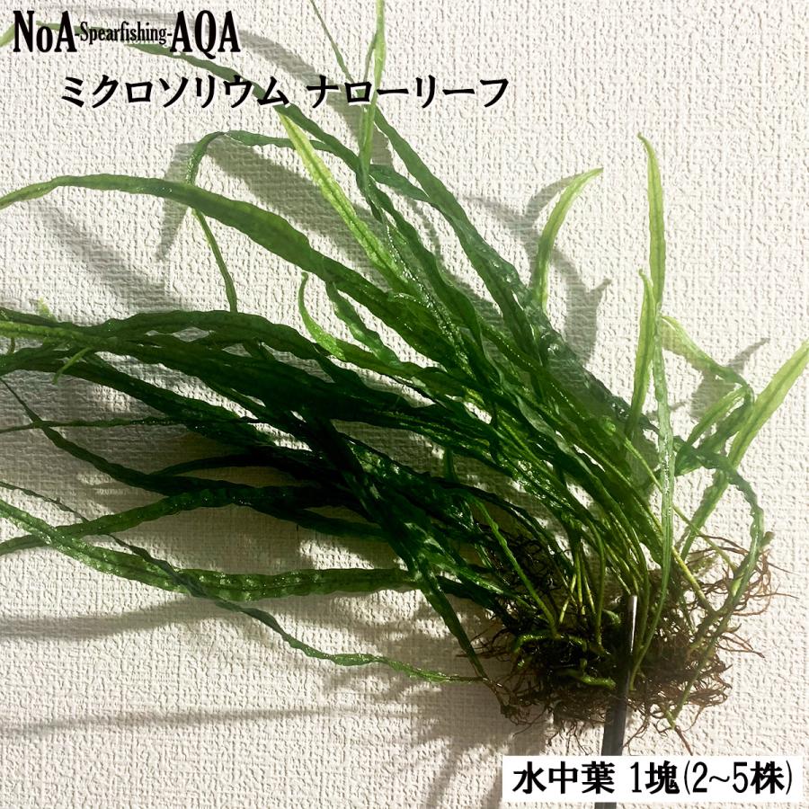 水草 水中葉 無農薬 ミクロソリウム ナローリーフ 1塊 アクアリウム 陰性水草 活着 水槽 中景草 : NoA-Yahoo!店 - 通販 ...