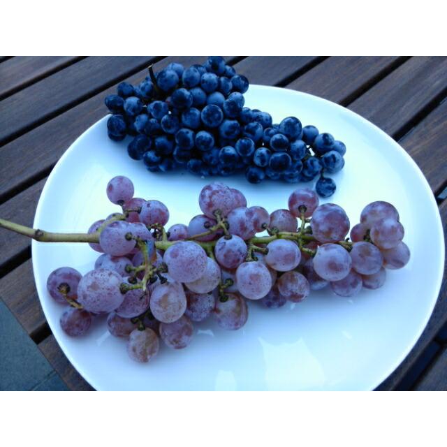 日本のワイン 蒼龍無添加わいん 甲州わいん中口720ml 4本 白蒼龍葡萄酒 日本・山梨県甲州市勝沼 中口 : 50006814 : おいしく ...