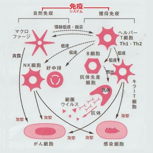 約2ヶ月分 マクロF1000 mf4 60gX2個セット パントエア菌LPS 1000μg/日 配合 免疫ビタミン 免疫力 健康活力 マクロファージ 簡易包装 送料無料 税込 : サクラノー ...