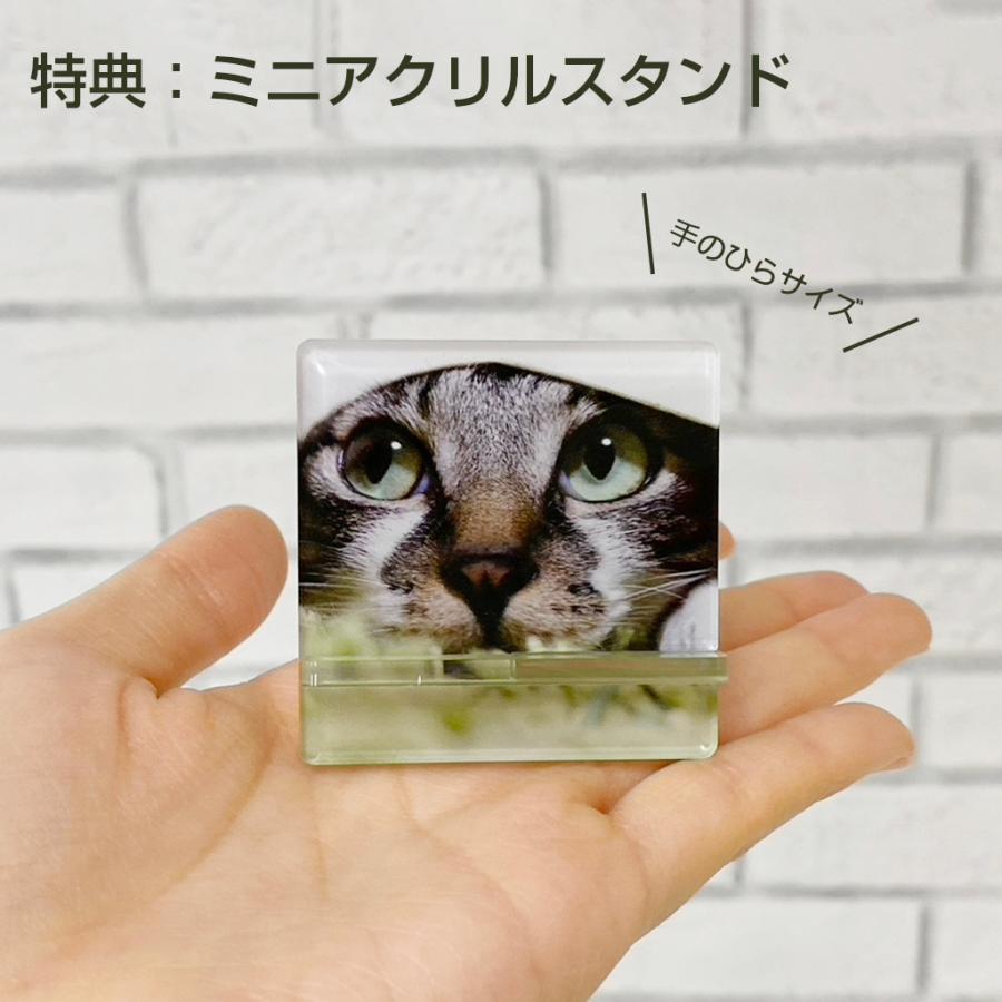 アクリル オーダーメイド オリジナル アクリルフォトパネル 写真立て ペットロス 記念日 誕生日 プレゼント ギフト 結婚祝い 出産祝い ウェディング 透明 印刷 : NSPR Yahoo ...