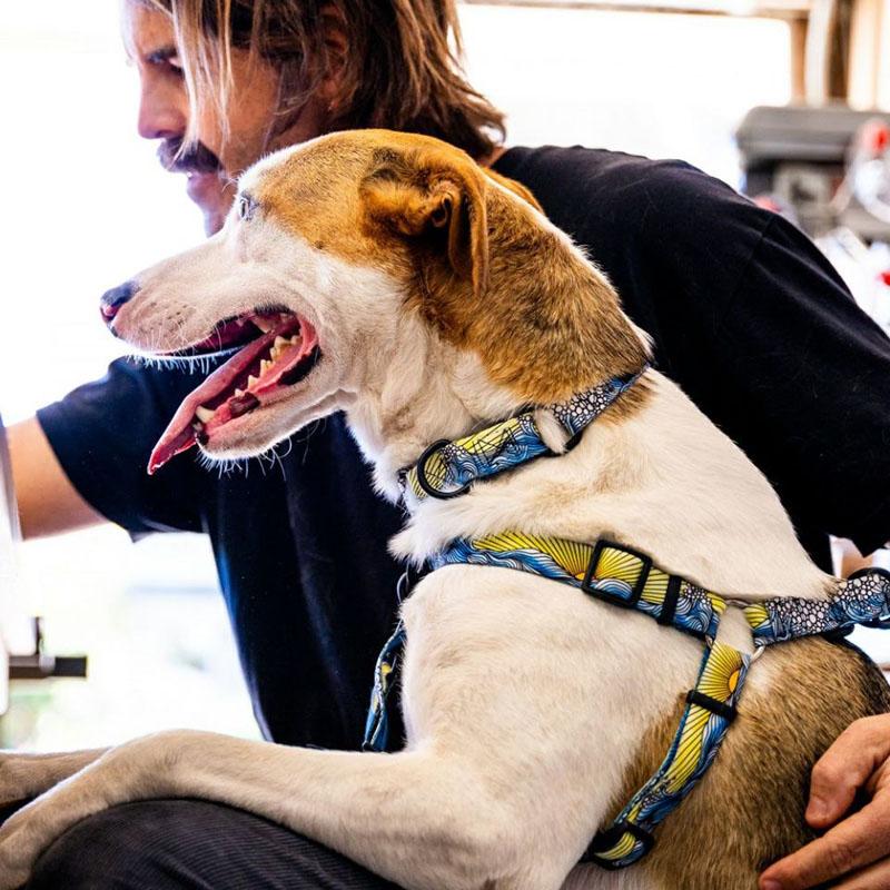 首輪 Sサイズ 小型犬用 WOLFGANG MAN & BEAST DawnPatrol ウルフギャング マン&ビースト WC-001-111 【メール便対応商品3点まで】 :FO-WC ...