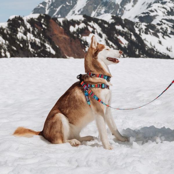 ハーネス（胴輪） Lサイズ 大型犬用 WOLFGANG MAN＆BEAST ケツァール Quetzal ウルフギャング マン＆ビースト WH-003-07 【メール便対応商品3点まで ...