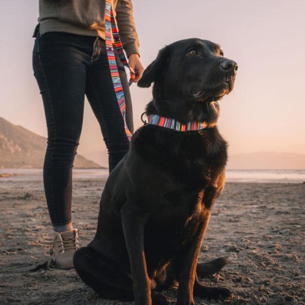 ハーネス（胴輪） Lサイズ 大型犬用 WOLFGANG MAN＆BEAST ケツァール Quetzal ウルフギャング マン＆ビースト WH-003-07 【メール便対応商品3点まで ...