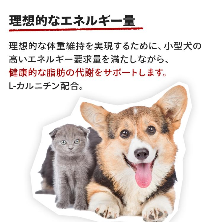 ロイヤルカナン ミニアダルト 8+ 8kg 2個セット : 9766463 : にゃんこの生活 - 通販 - Yahoo!ショッピング