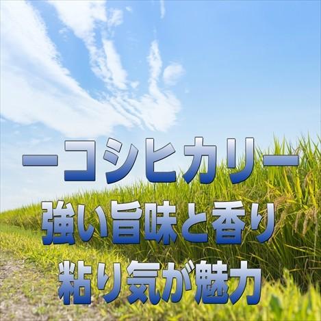 コシヒカリ 宮城県産コシヒカリ30kg 令和6年産 送料無料【LINE友達登録で200円OFFクーポン配布中】米 白米 玄米 白米5kg×6袋 ...