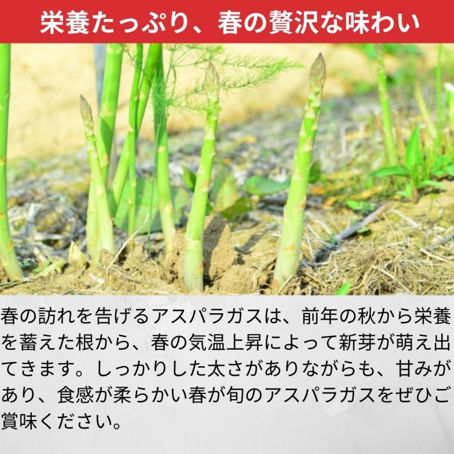 アスパラガス 約1kg L~2Lサイズ 約25〜40本前後【冷蔵発送】/小布施屋 長野県産 小布施町産 お取り寄せ お任せ 直売所から直送 父の日母の日 : 小布施屋 ヤフー店 - 通販 ...