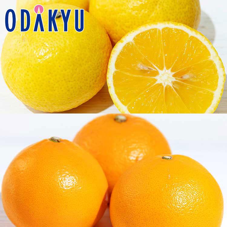 みかん 送料無料 たっぷり 人気の2選 ・ 湘南ゴールド & せとか 約3kg ｜7-12日程度でのお届け※沖縄・離島へは届不可(直) : 小田急百貨店 Yahoo!店 - 通販 ...