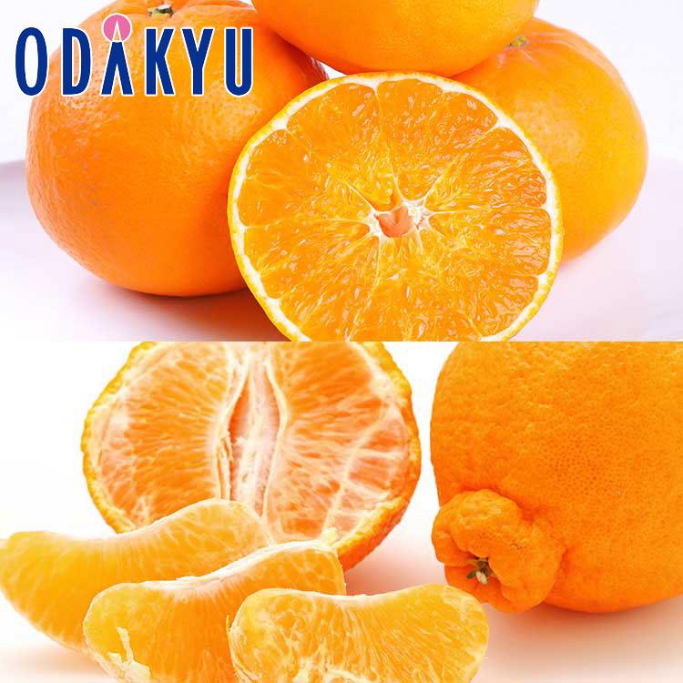 みかん 送料無料 たっぷり 新品種 にじゅうまる とデコポンの食べ比べ 約3kg ｜7-12日程度でのお届け※沖縄・離島へは届不可(直) : 小田急百貨店 Yahoo!店 - 通販 ...