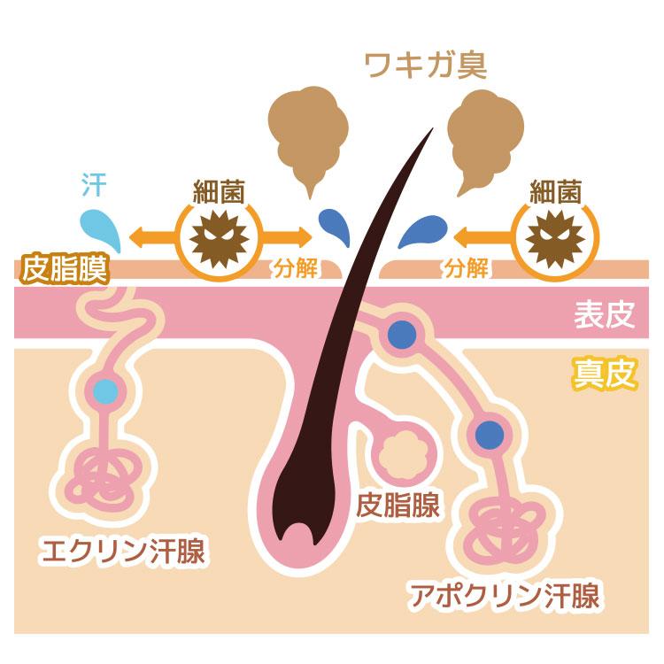 SALE 50%OFF 送料無料 薬用デオドラントクリーム DEOGANIST デオガニスト 45g 医薬部外品 デオドラント ニオイ 汗 ワキ対策 アルコールフリー 制汗クリーム : E ...