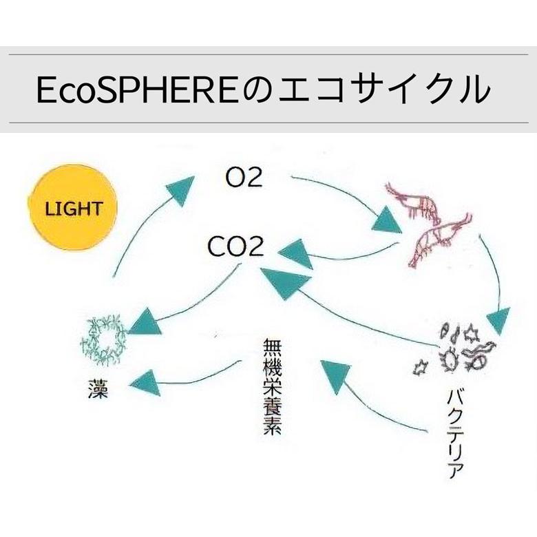 EcoSPHERE エコスフェア エコスフィア 自己完結型アクアリウム エビ水槽 エビ飼育 ハワイ原産のエビ オパエウラ ホロホロシュリンプ ピクシーシュリンプ : 想いを繋ぐ百貨店 ...