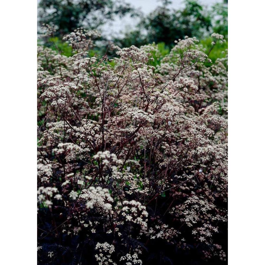 アンスリスクス ‘ラベンスウィング ’（宿根草） 10.5cmポット : 大神ファームYahoo!店 - 通販 - Yahoo!ショッピング