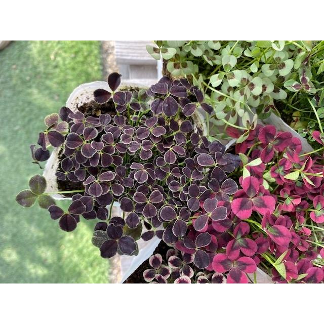 プリンセス・クローバー ‘ ダークデビ― ’（宿根草） : 大神ファームYahoo!店 - 通販 - Yahoo!ショッピング