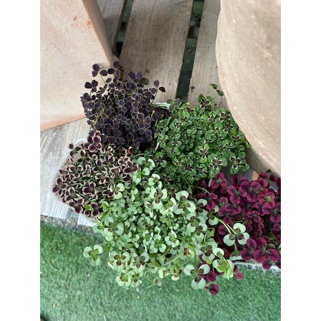 プリンセス・クローバー ‘ ダークデビ― ’（宿根草） : 大神ファームYahoo!店 - 通販 - Yahoo!ショッピング