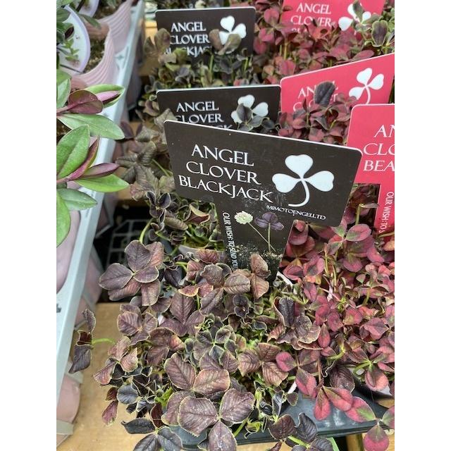 エンジェルクローバー ’ブラックジャック’ 三つ葉クローバー 宿根草 : 大神ファームYahoo!店 - 通販 - Yahoo!ショッピング