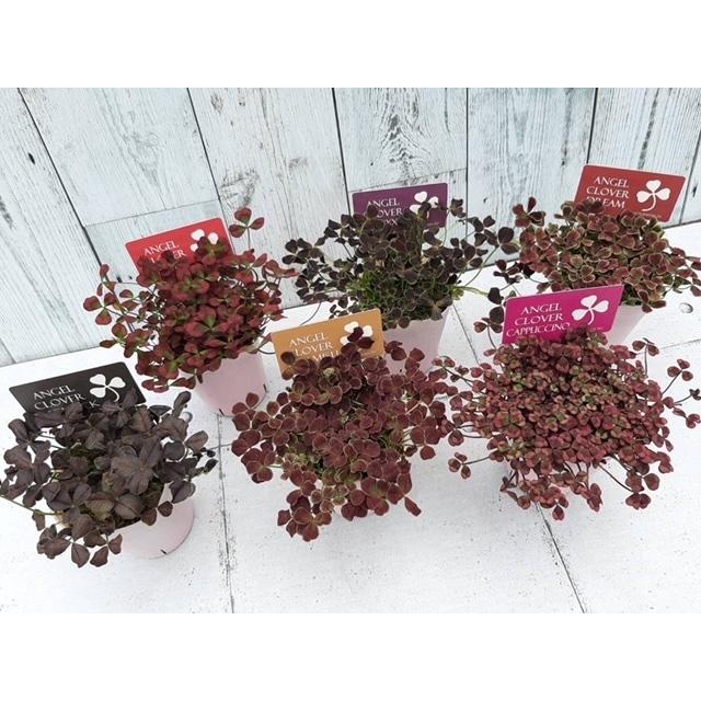 エンジェルクローバー ’ブラックジャック’ 三つ葉クローバー 宿根草 : 大神ファームYahoo!店 - 通販 - Yahoo!ショッピング