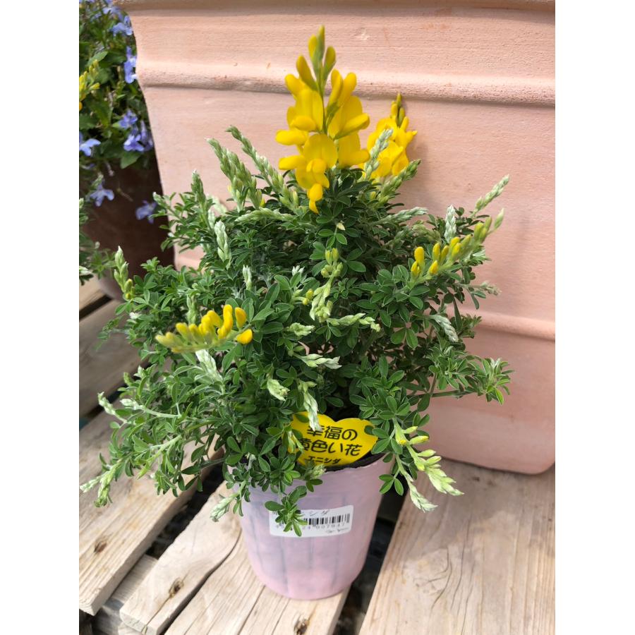 姫エニシダ（ヒメエニシダ） 落葉低木 9cmロングポット : 大神ファームYahoo!店 - 通販 - Yahoo!ショッピング