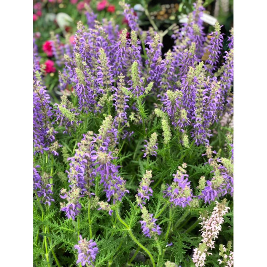 サルビア ’フェザーズ ピーコック’ 9cmロングポット苗 宿根草 : 大神ファームYahoo!店 - 通販 - Yahoo!ショッピング