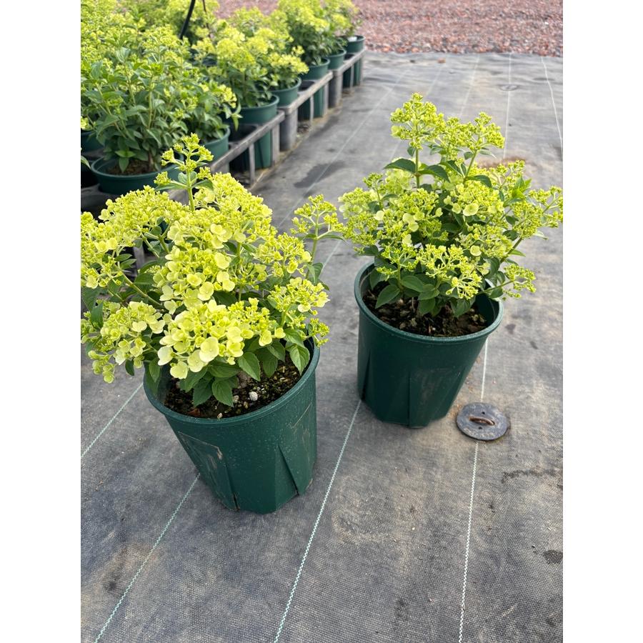 ノリウツギ ’プチチェリー’ コンパクトサイズ 極早生 PVP 6号鉢植え : 大神ファームYahoo!店 - 通販 - Yahoo!ショッピング