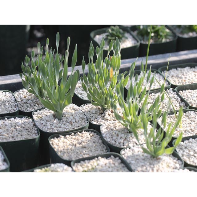 Albuca sp./アルブカ未同定種 : albucasp : 大木ナーサリー - 通販 - Yahoo!ショッピング