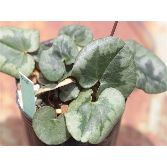 シクラメン・プルプラセンス428 : 大木ナーサリー - 通販 - Yahoo!ショッピング