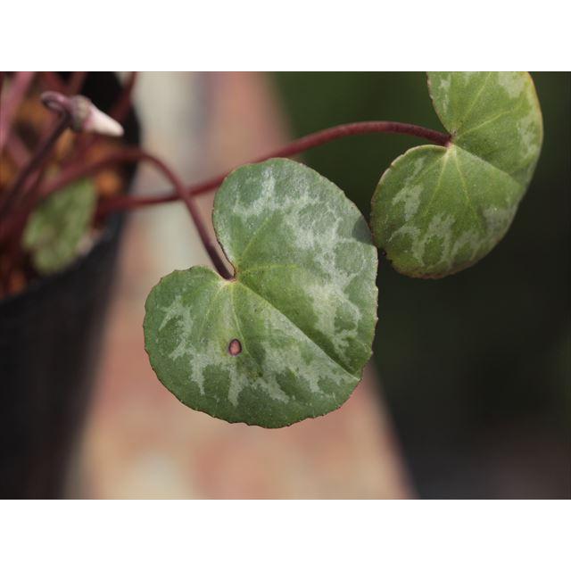 シクラメン・プルプラセンス447 : 大木ナーサリー - 通販 - Yahoo!ショッピング