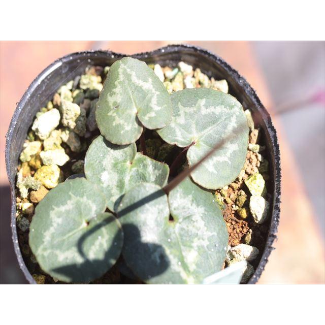 シクラメン・プルプラセンス642 : 大木ナーサリー - 通販 - Yahoo!ショッピング