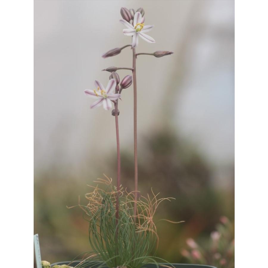 Drimia multifolia/ドリミア・ムルチフォリア : 大木ナーサリー - 通販 - Yahoo!ショッピング