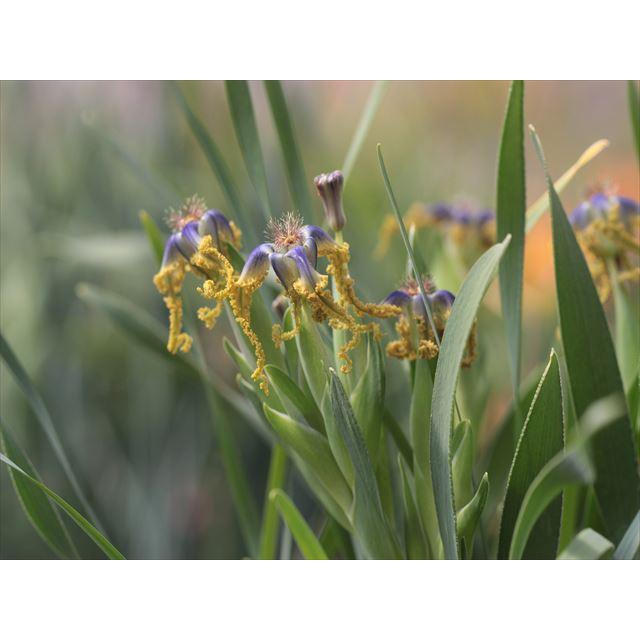 Ferraria divaricata Clanwilliam/フェラリア・ディバリカータ クランウィリアム産 : 大木ナーサリー - 通販 ...