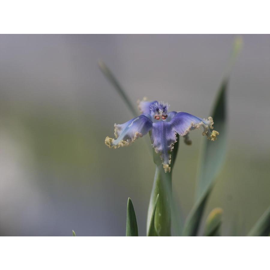 Ferraria uncinata/フェラリア・ウンキナータ : 大木ナーサリー - 通販 - Yahoo!ショッピング