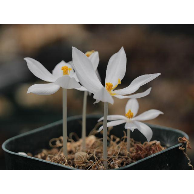 Gethyllis linearis/ゲチリス・リネアリス : 大木ナーサリー - 通販 - Yahoo!ショッピング