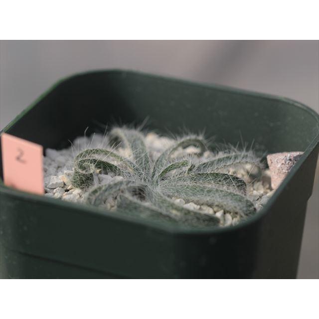 Gethyllis sp. nova aff. setosa/ゲチリス未同定種セトーサ近似種2 : 大木ナーサリー - 通販 - Yahoo ...