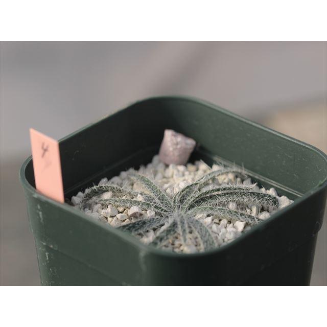 Gethyllis sp. nova aff. setosa/ゲチリス未同定種セトーサ近似種4 : 大木ナーサリー - 通販 - Yahoo ...