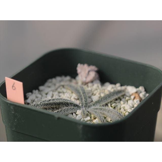 Gethyllis sp. nova aff. setosa/ゲチリス未同定種セトーサ近似種6 : 大木ナーサリー - 通販 - Yahoo ...