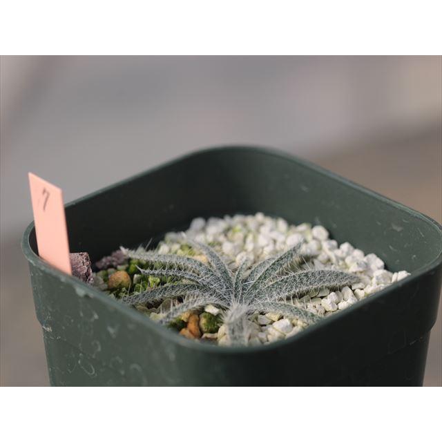 Gethyllis sp. nova aff. setosa/ゲチリス未同定種セトーサ近似種7 : 大木ナーサリー - 通販 - Yahoo ...